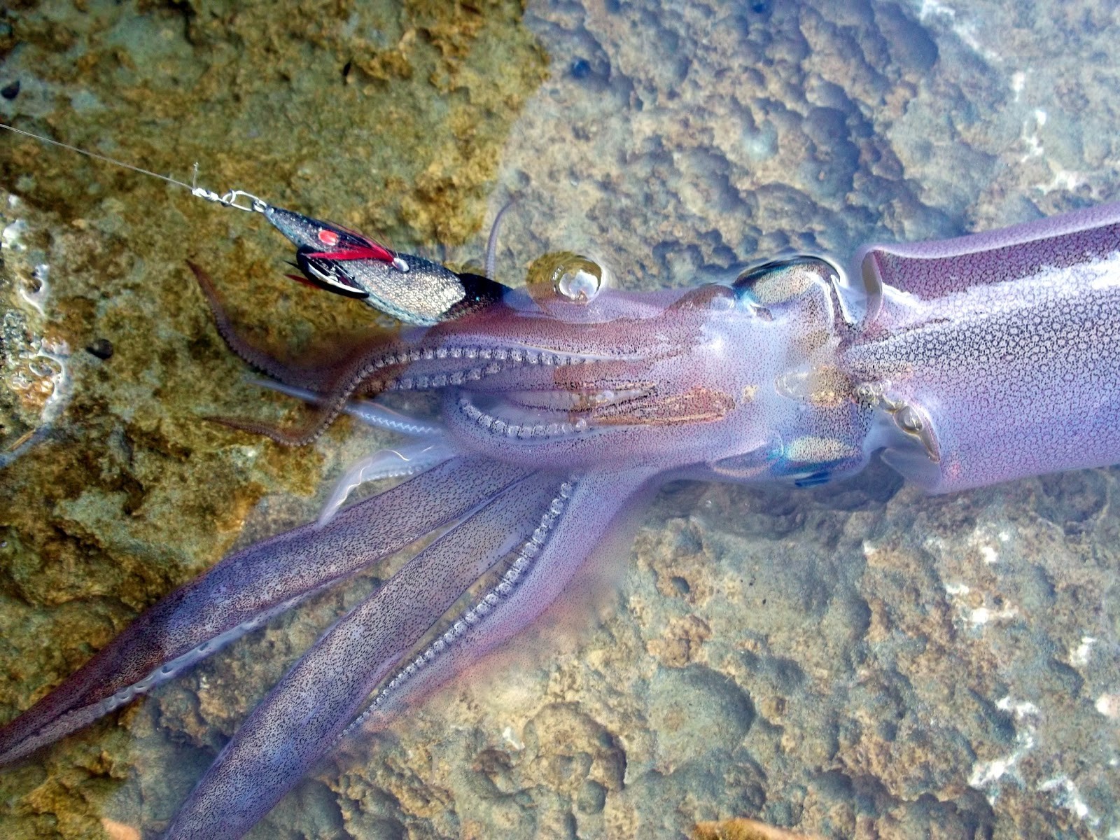 Kalamar avı - Balık Oltamda