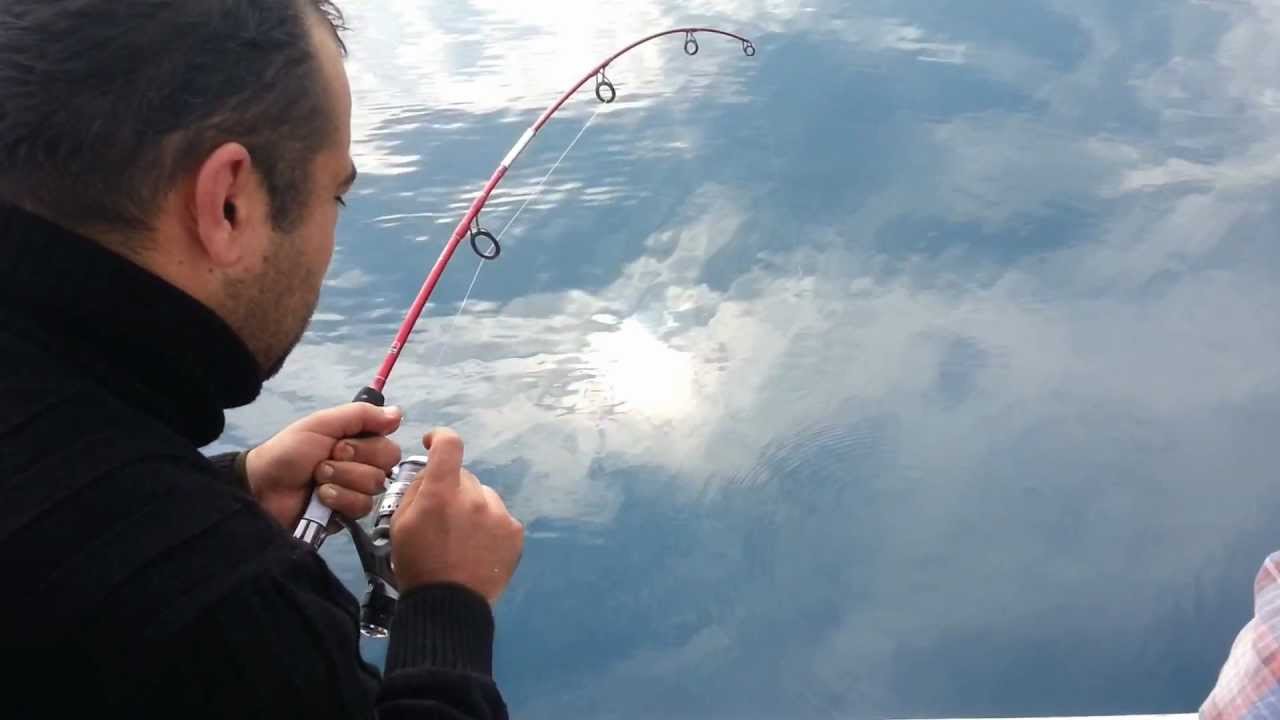 Domuz Balığı Avı - Balık Oltamda