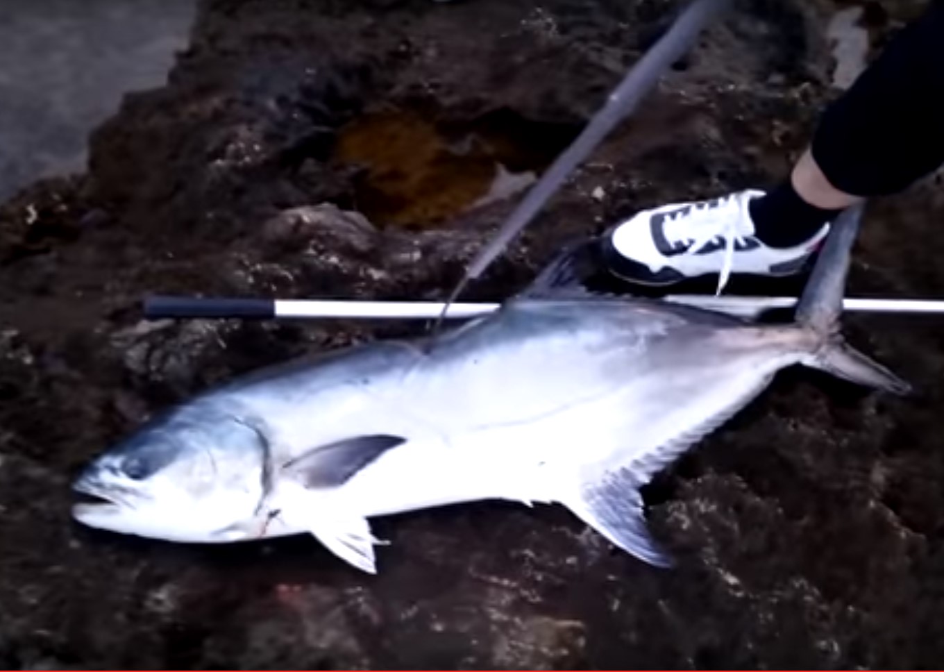 Shore Jigging ile Akya Avı - Balık Oltamda