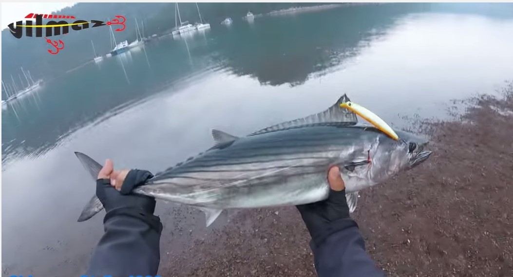 Bonito Fish Torik Marmaris At-Çek - Balık Oltamda