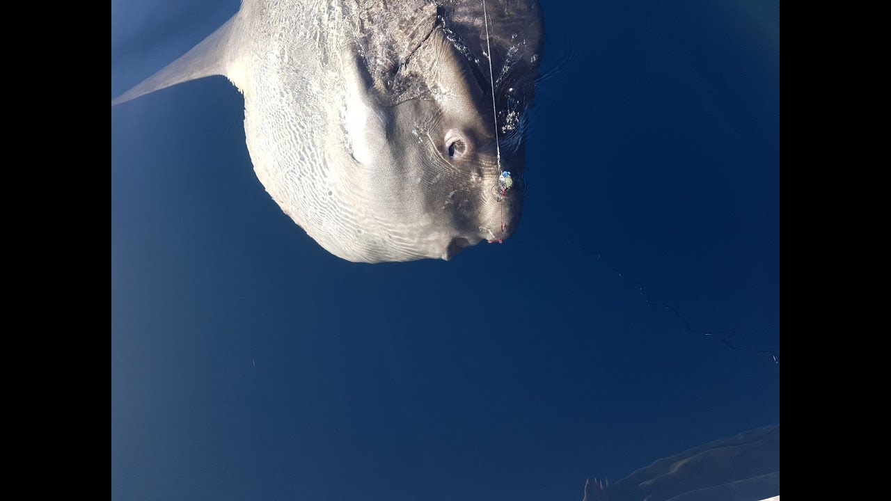 Olta İle Yakalanan Dev Ay Balığı Mola Yaklaşık 200 KG İyi Seyirler ...