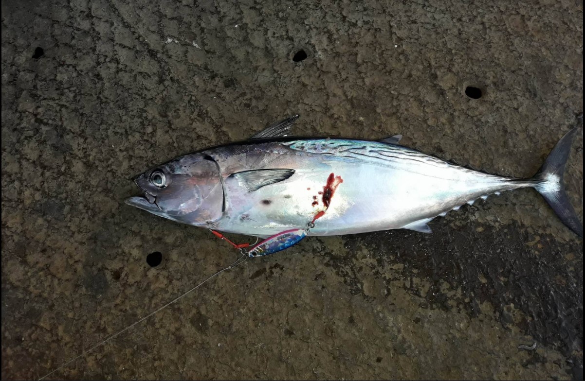 Kıyıdan jigging ile orkinos avı - Balık Oltamda