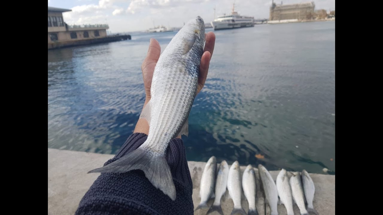 Kefal Avı Nasıl Ve Nerde Tutulur? - Balık Oltamda