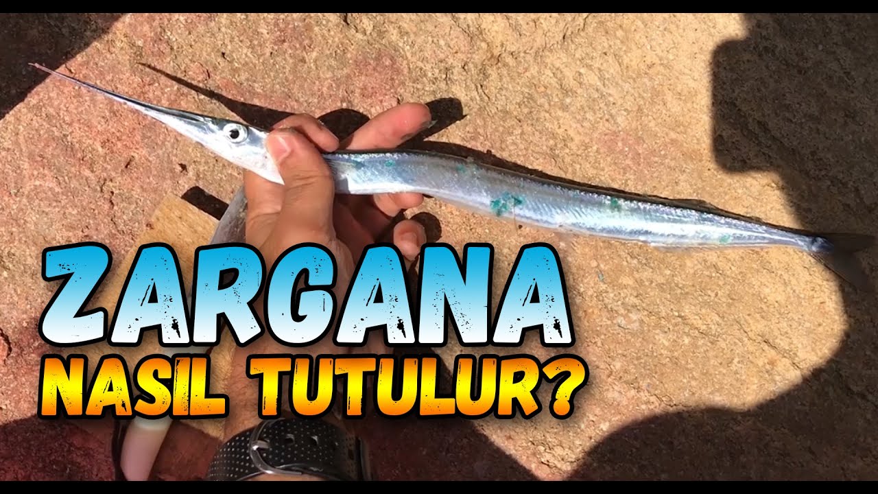 Zargana Nasıl Yakalanır | Zargana Takımı ve Yemi - Balık Oltamda